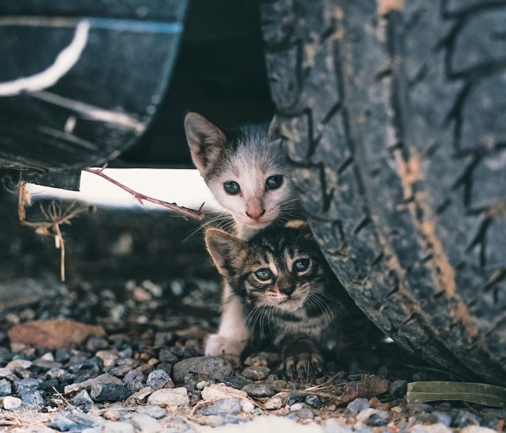 BMA, Min Buri Cat Shelter Team Up to Rescue 400 Stray Cats