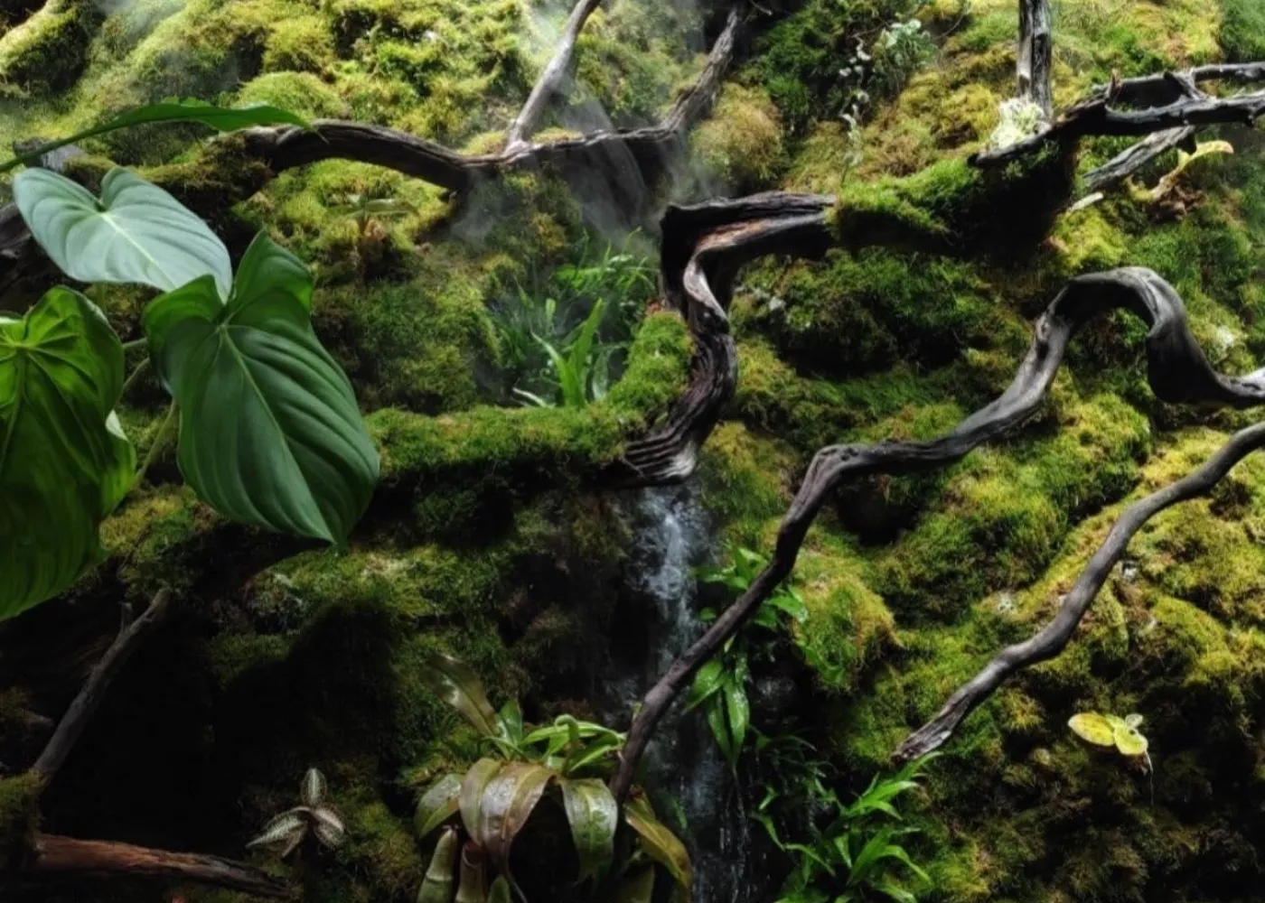 ‘Rainforest Adventure’: Real-Life Jungle in the City