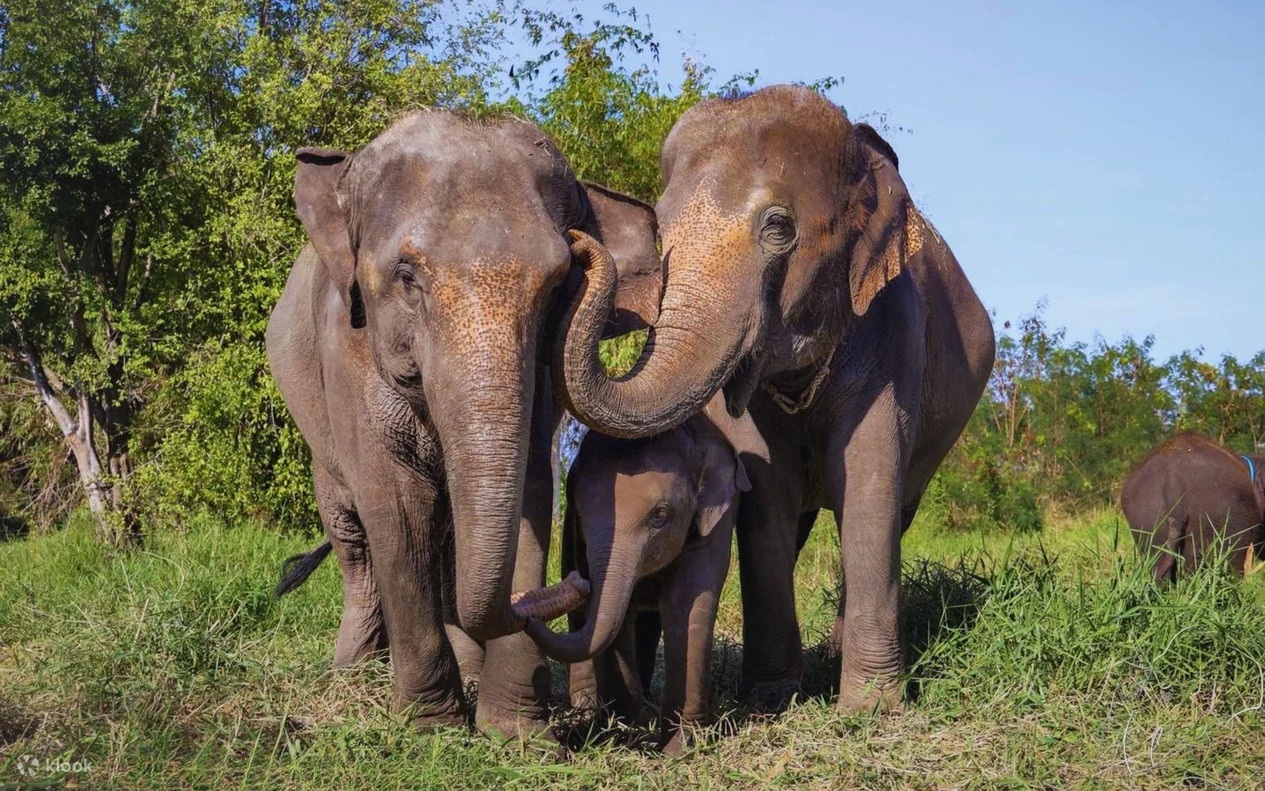 Bangkok Elephant Care Program at Bangkok… | The Beat Bangkok
