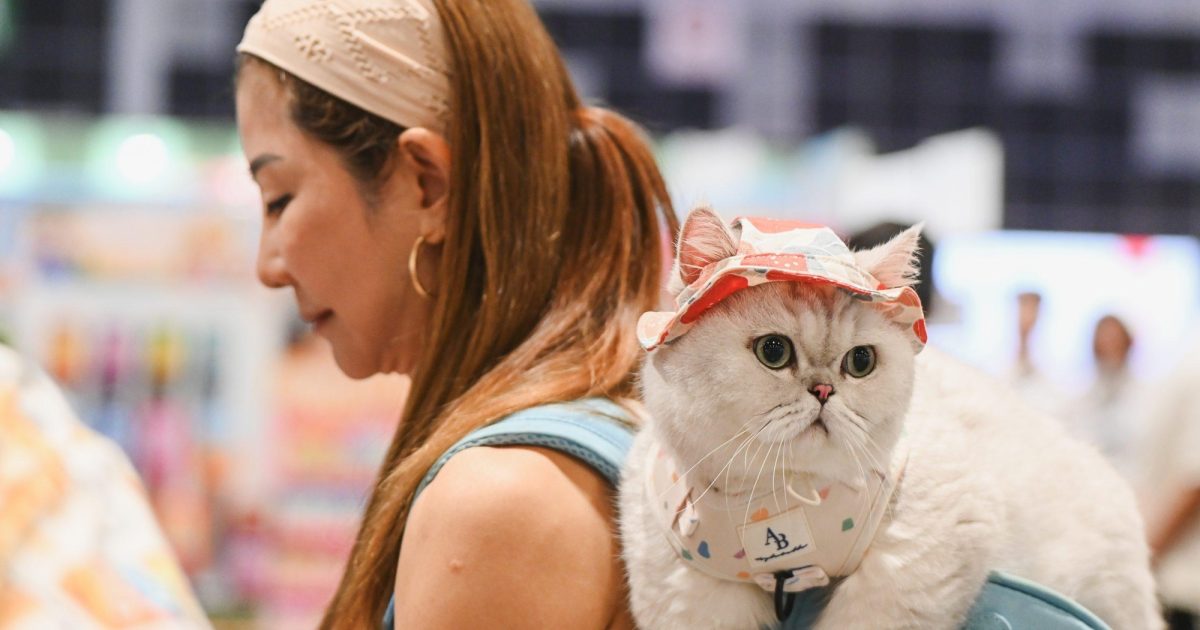 Asia Cat Expo 2025 | The Beat Singapore