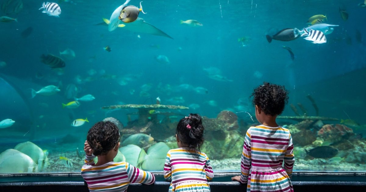 Manila Ocean Park Underwater Wonders… | The Beat Manila