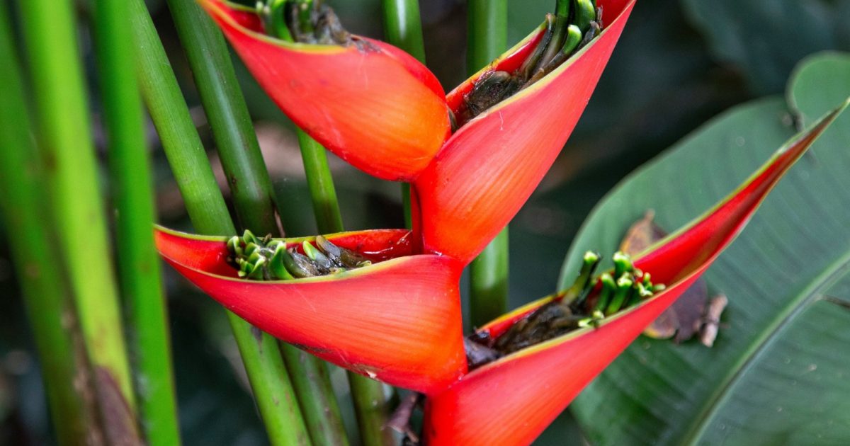 4th Bangkok International Exotic Plants… | The Beat Bangkok