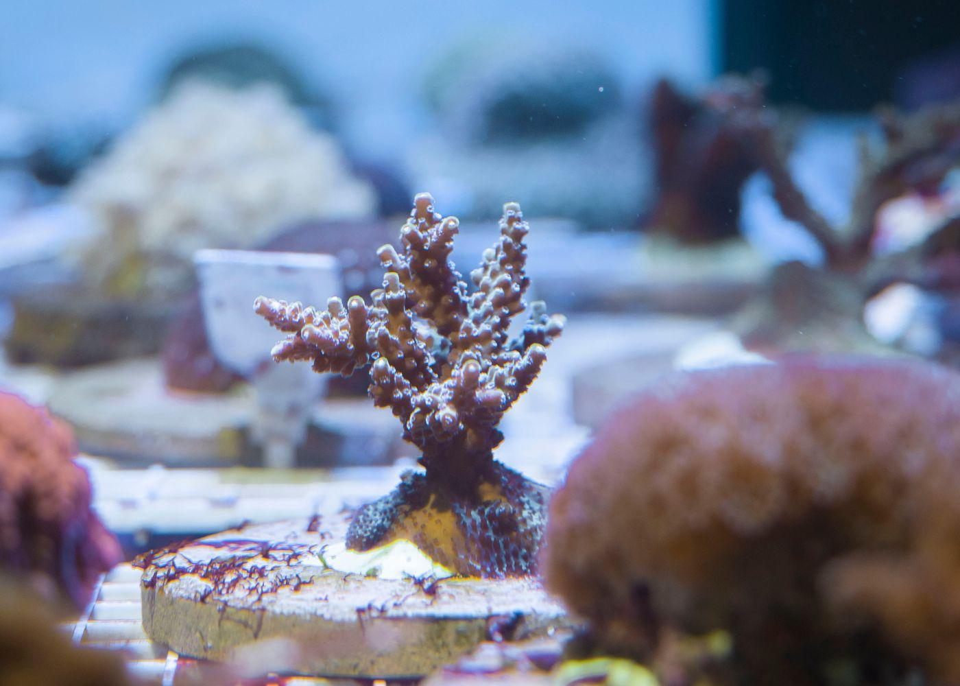 WWF Invites Hong Kong Public to Become Coral Protectors