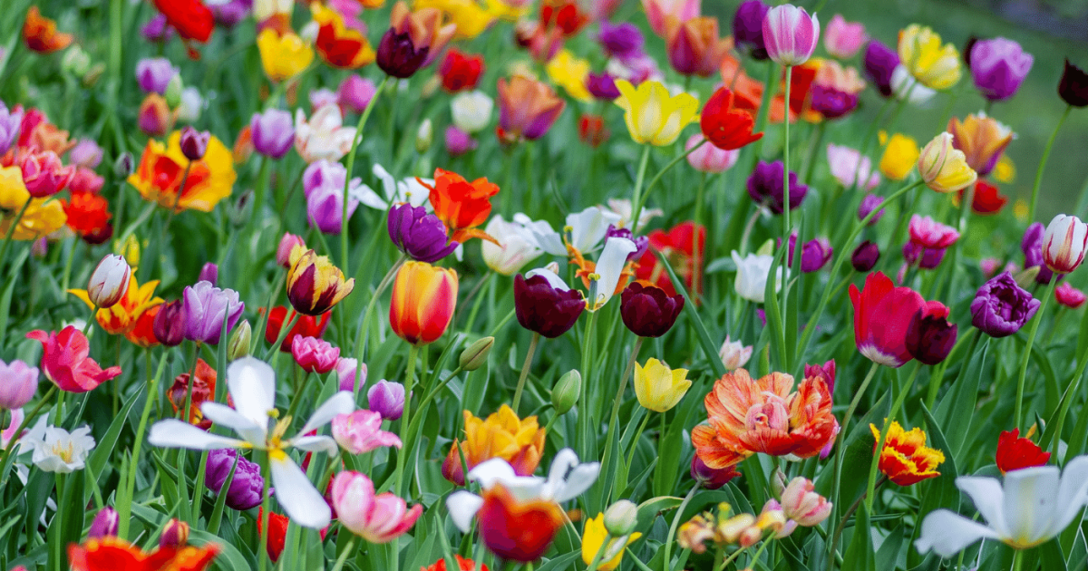 Hay Fever Friendly Flowers That Will Brighten Your Home