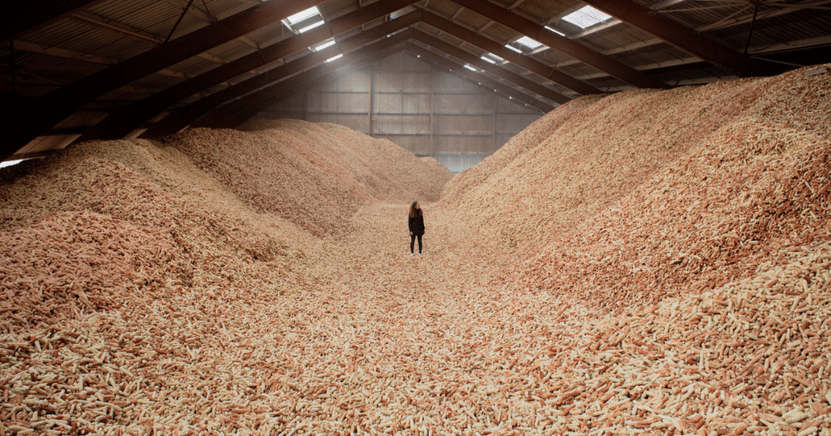 Not Just Corn on the Cob: Sustainable Tiling Made from Corn