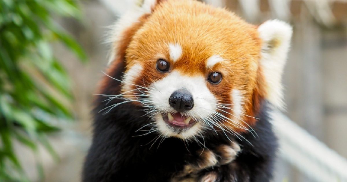 7 Cutest Must-See Creatures in Ocean Park Hong Kong