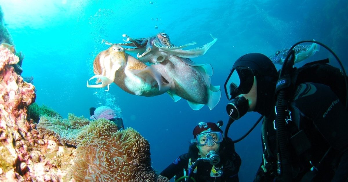 PH Named ‘Best Diving Destination’ at 2024 DTR Beijing