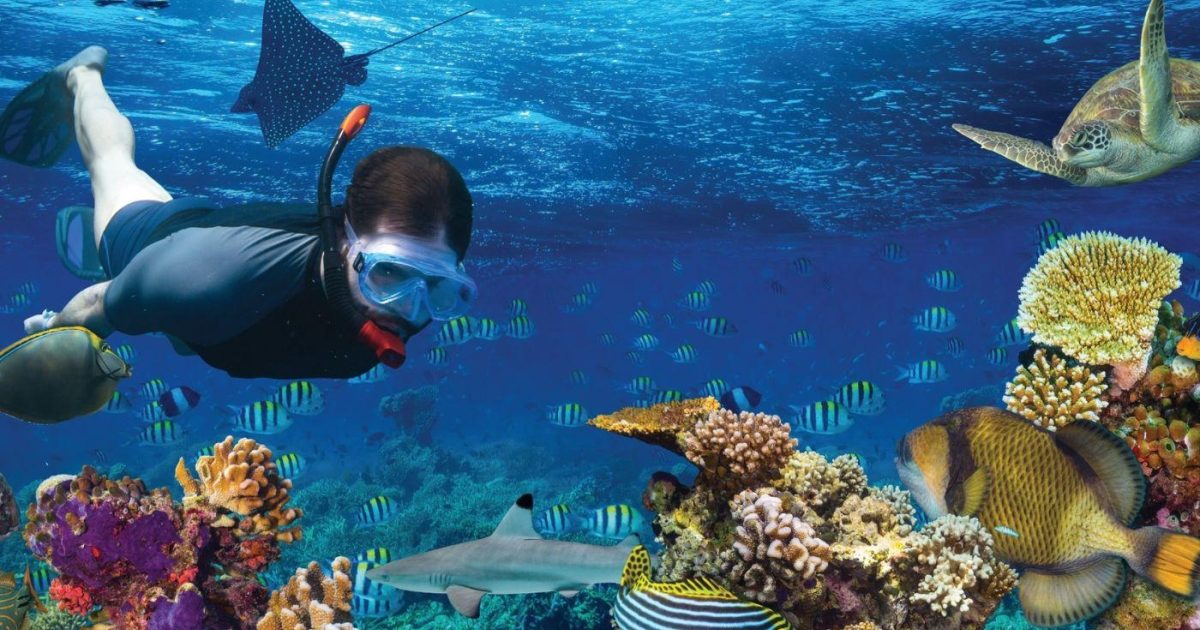 Reviving Hong Kong's Reefs with CORAL REEFStoration Project