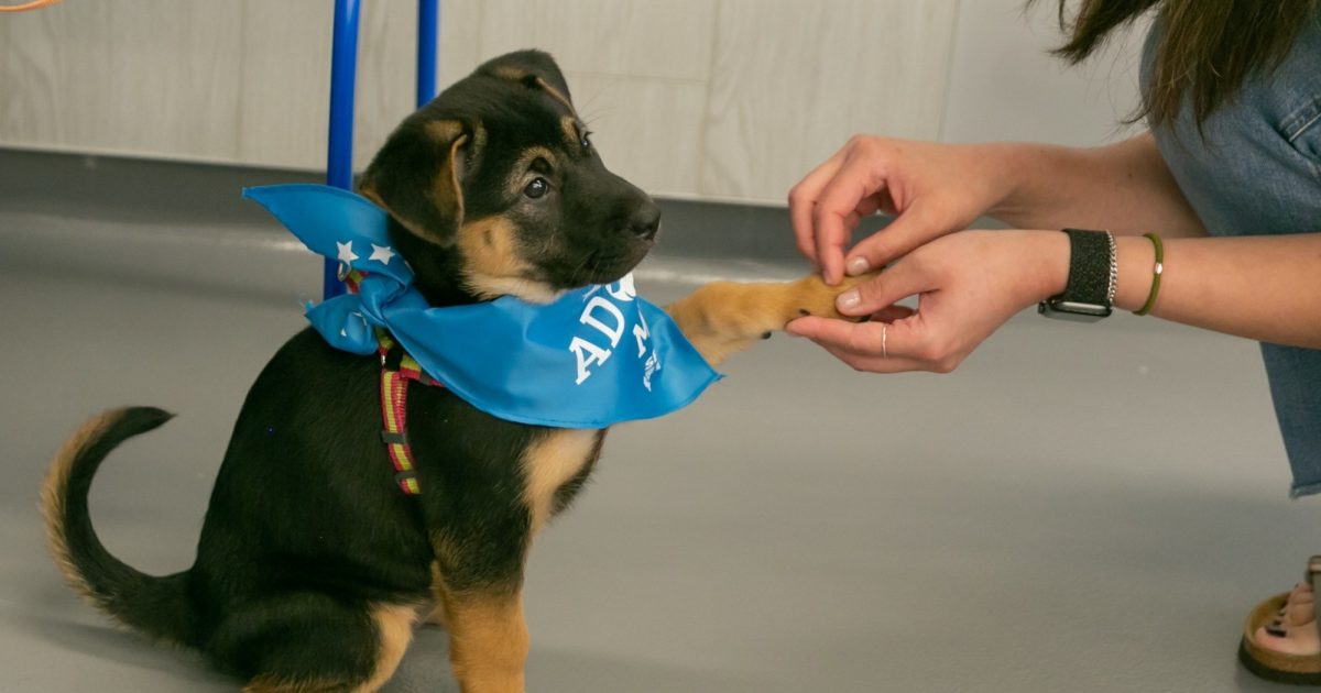 SPCA to Resume 24-Hour Veterinary Services in Wan Chai