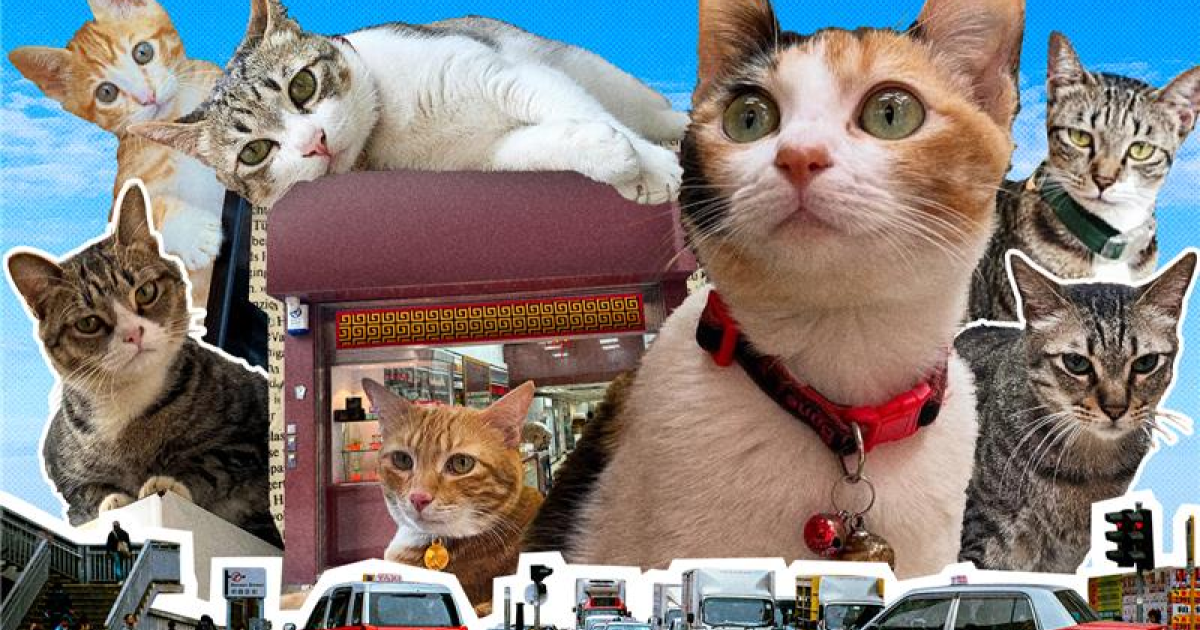 Discover Hong Kong’s Shop Cats: Sheung Wan’s Hidden Stars