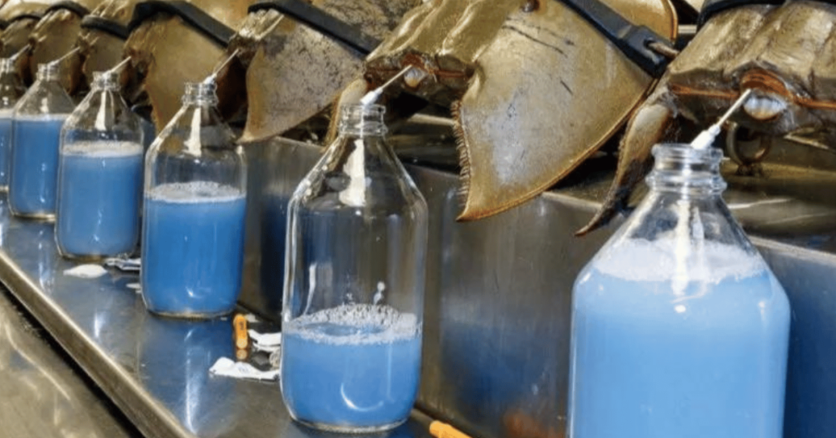 Species Spotlight: The Prehistoric Horseshoe Crab