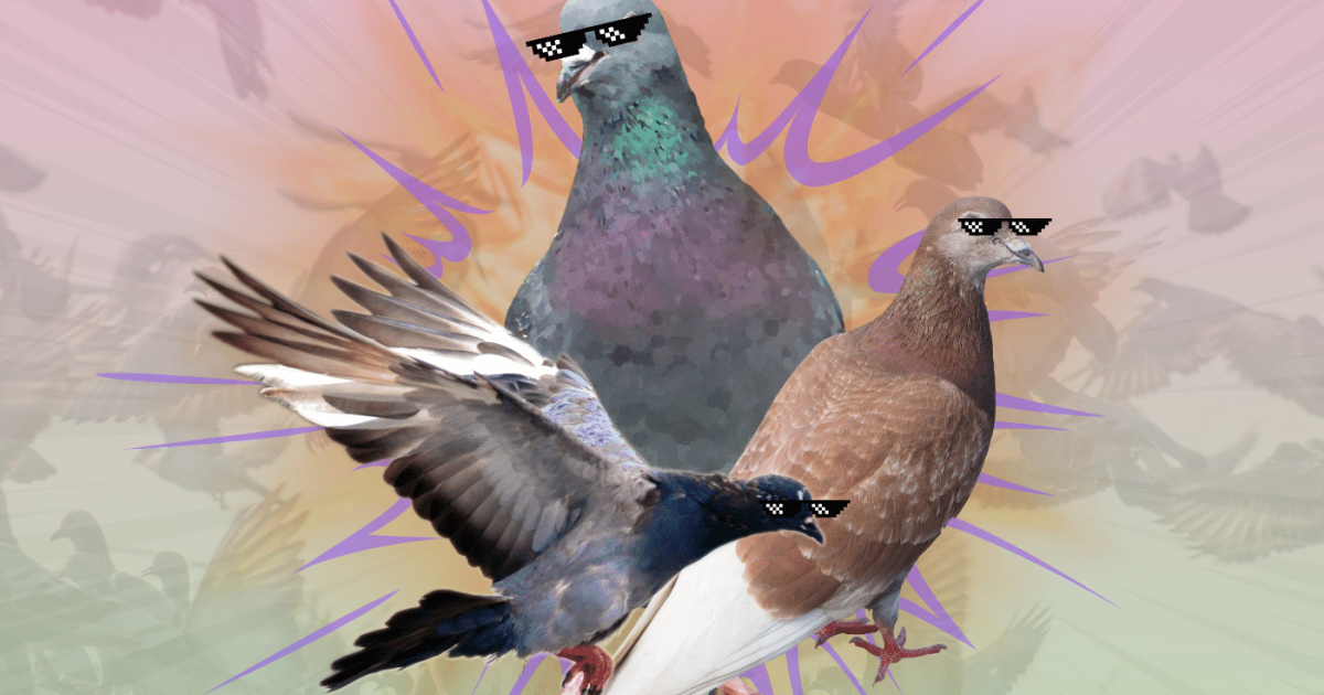 Species Spotlight: HK’s Most Common Birds The Feral Pigeon