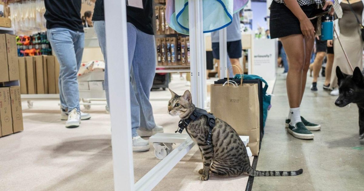Singapore Cat Carnival 2025 Happening at Marina Bay Sands