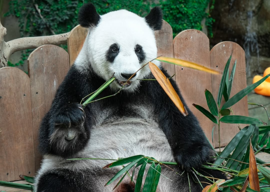 Zoo Negara to Welcome Two New Giant Pandas from China