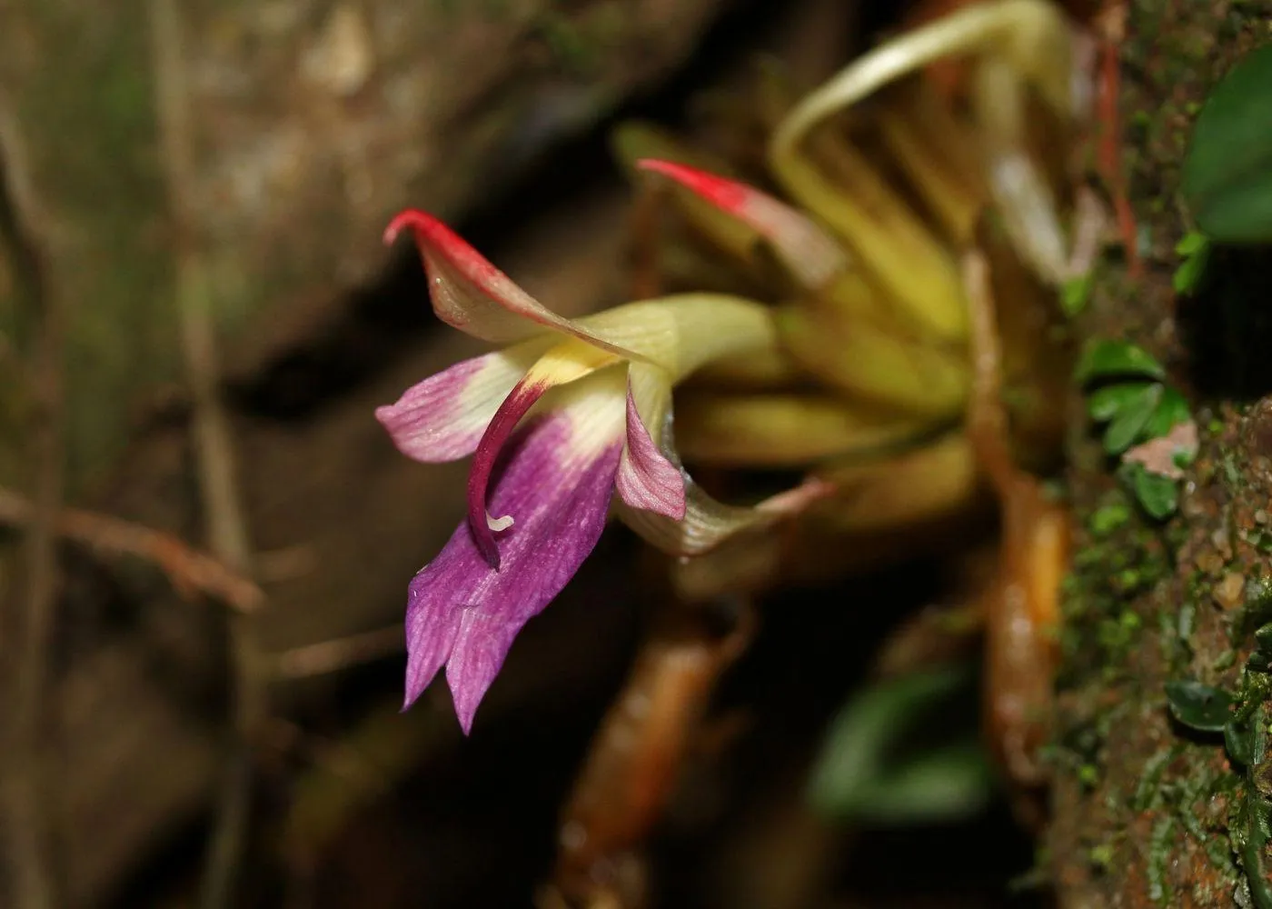 8 New Hong Kong Plant Species Discovered by Kadoorie Farm