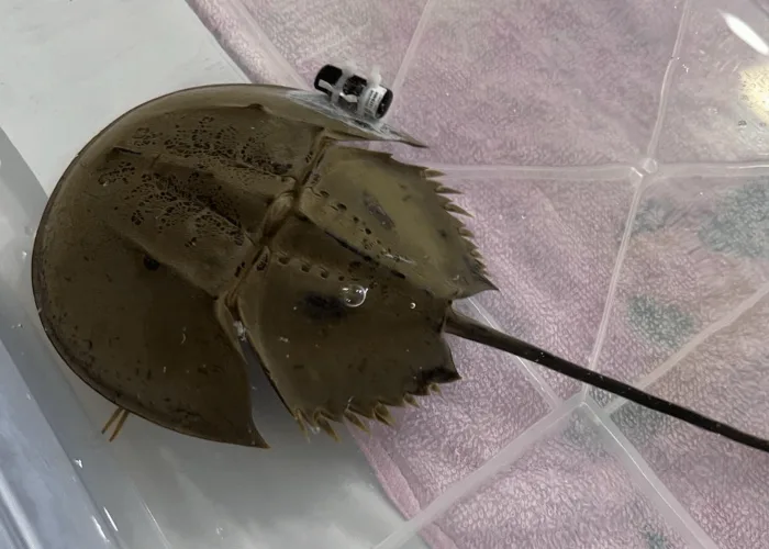 Ocean Park is Tracking Hong Kong Horseshoe Crabs–Here's Why