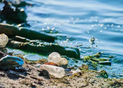 Marine Pollution: Causes, Effects, and Solutions | The Beat
