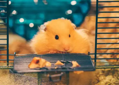 Pet Sitters in Hong Kong For ‘Non-Traditional’ Pets