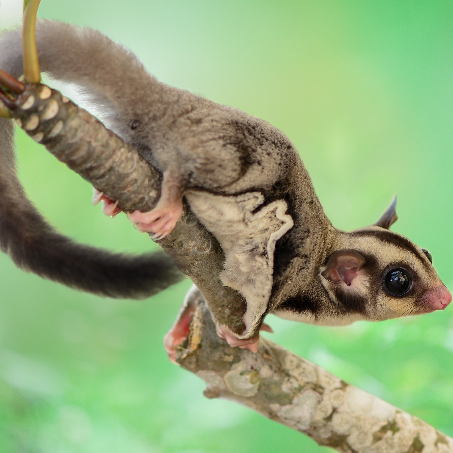 7 Animal Farms, Zoos in KL, Selangor for a Family Day Out