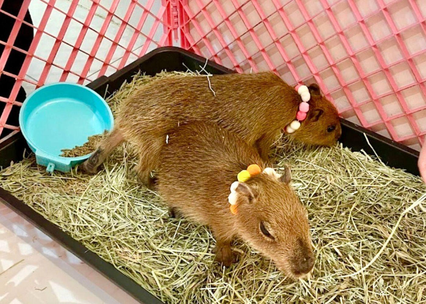 Check Out This Newly Opened Café with Capybaras in JB