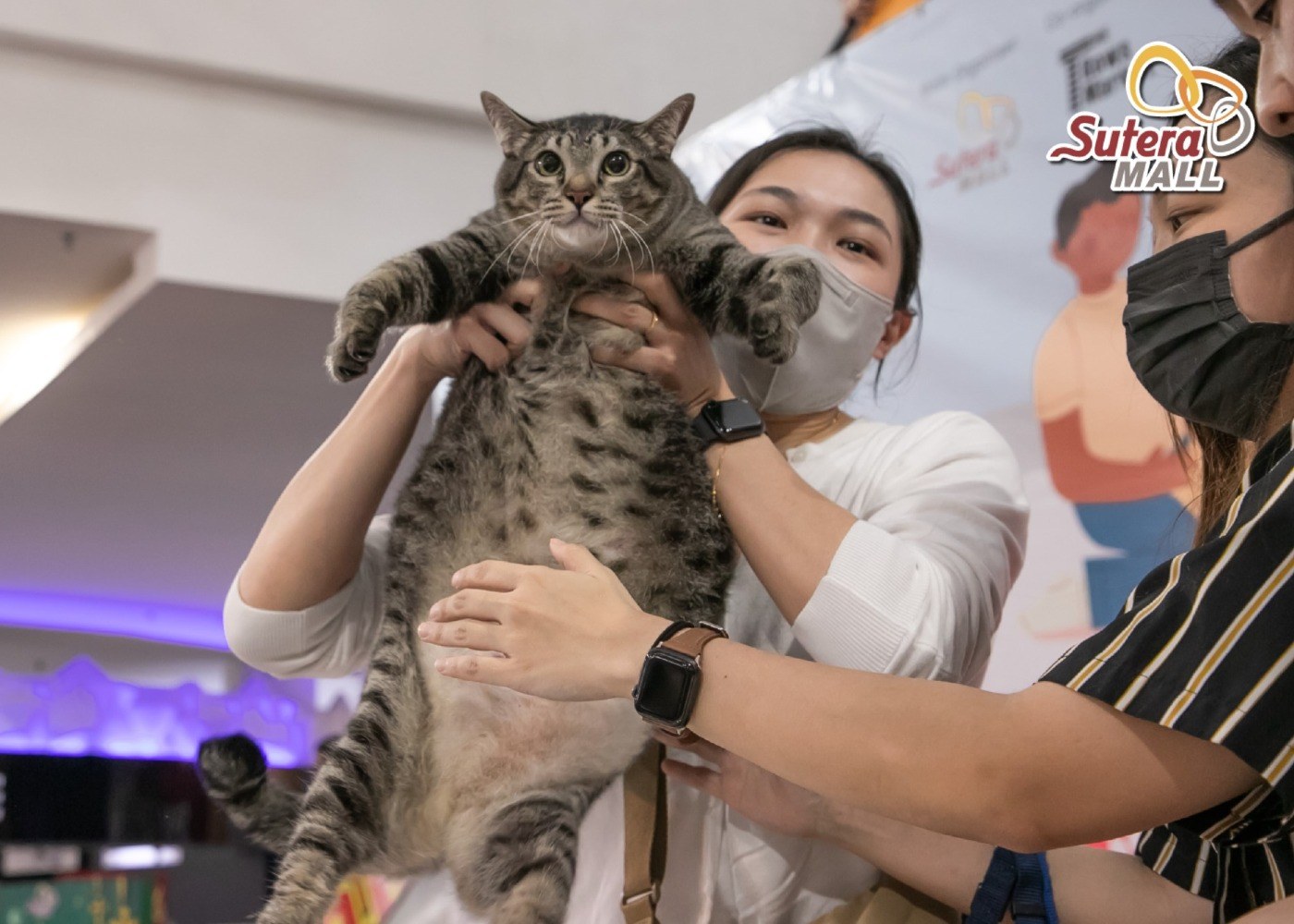 Pawrents Show Off Their Chonky Cats at Competition