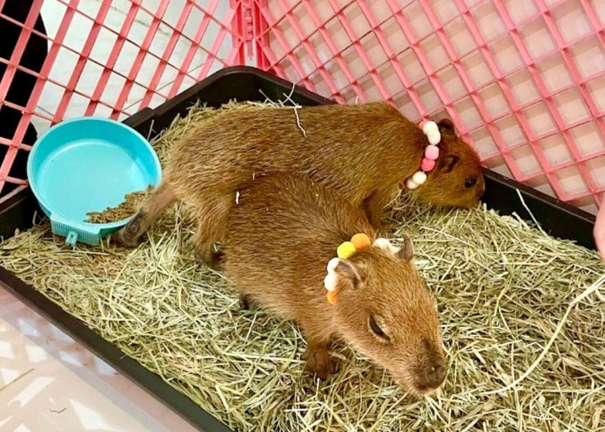 Check Out This Newly Opened Café with Capybaras in JB