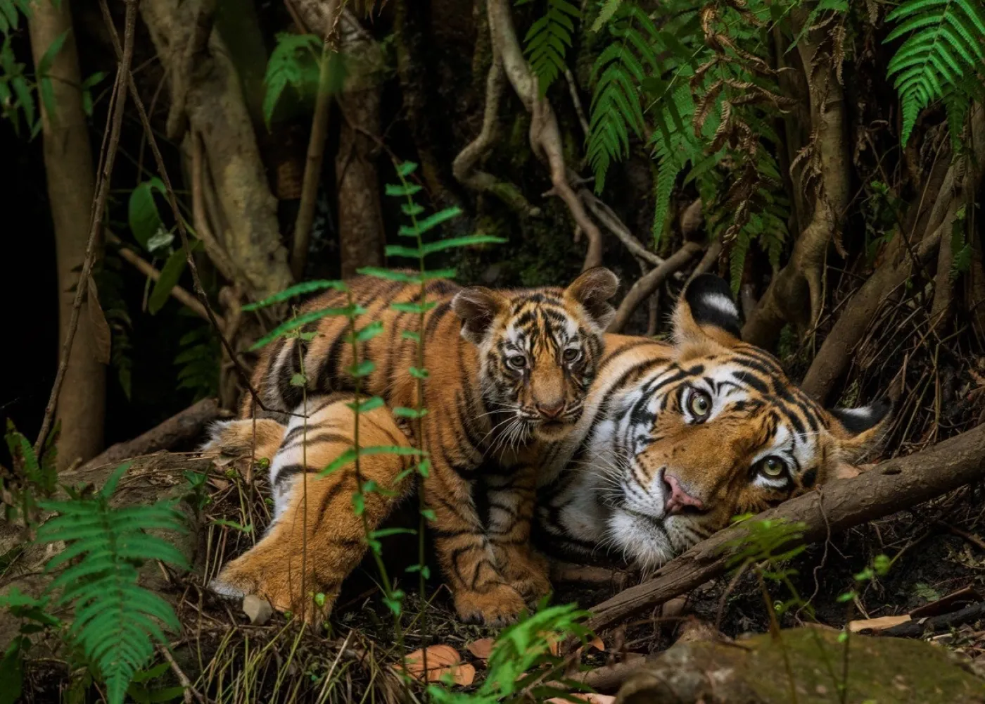 'Eye on the Tiger' Photo Exhibit Arrives in Kuala Lumpur