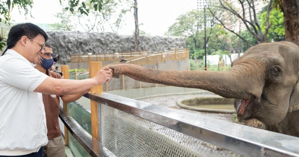 Look: Manila Zoo Finally Reopens to the Public on Nov. 21