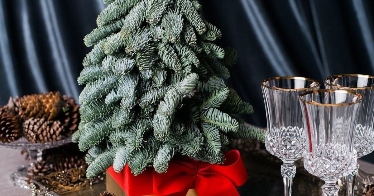 Where to Score Real Christmas Trees in the Philippines.