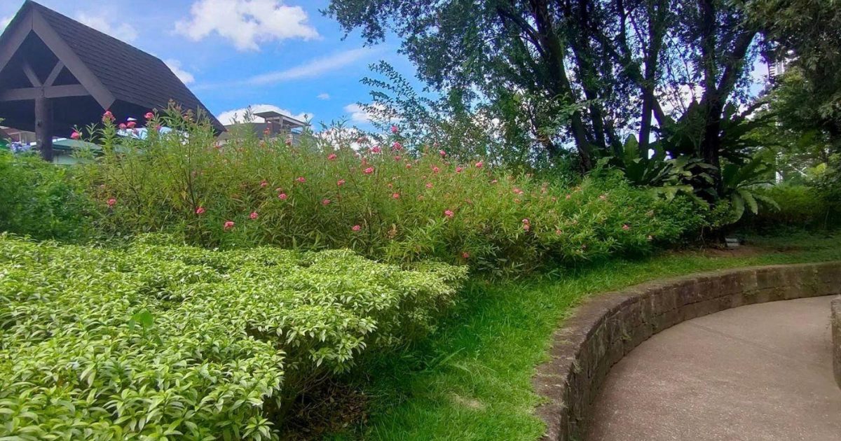 Maybunga Rainforest Park Is Now a Permanent Rainforest Park