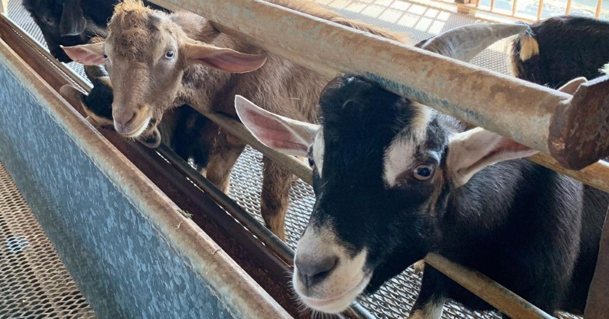 Meet Hay Dairies, Singapore's Only Goat Farm | The Beat Asia