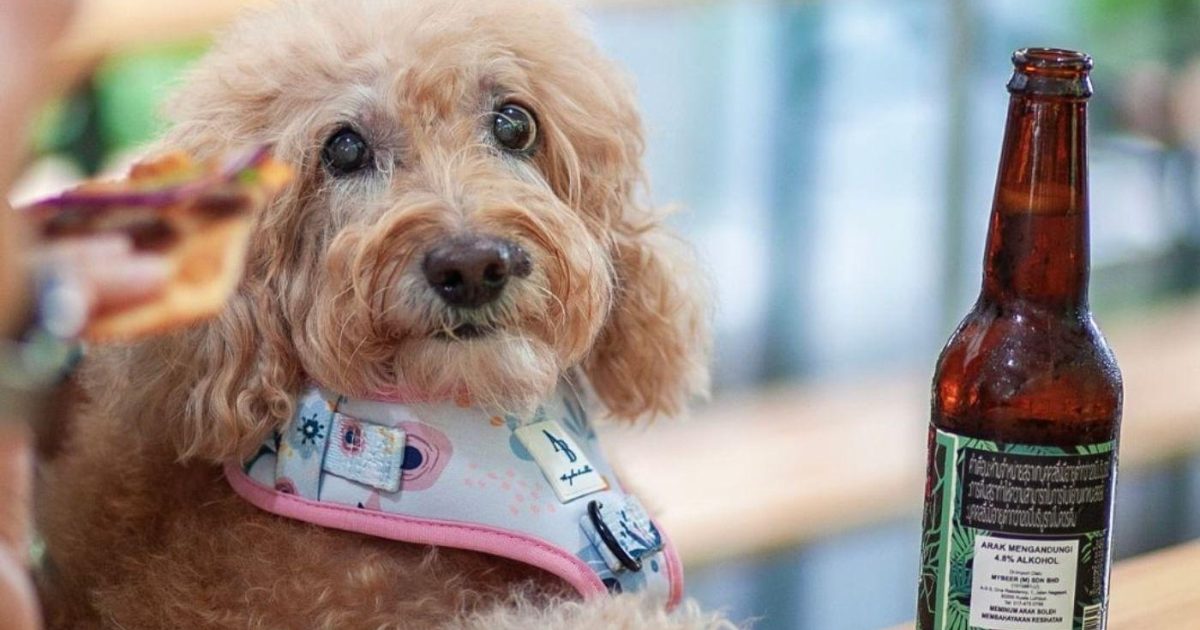 Paws and Pints Yard to Open at Timbre+ This Weekend