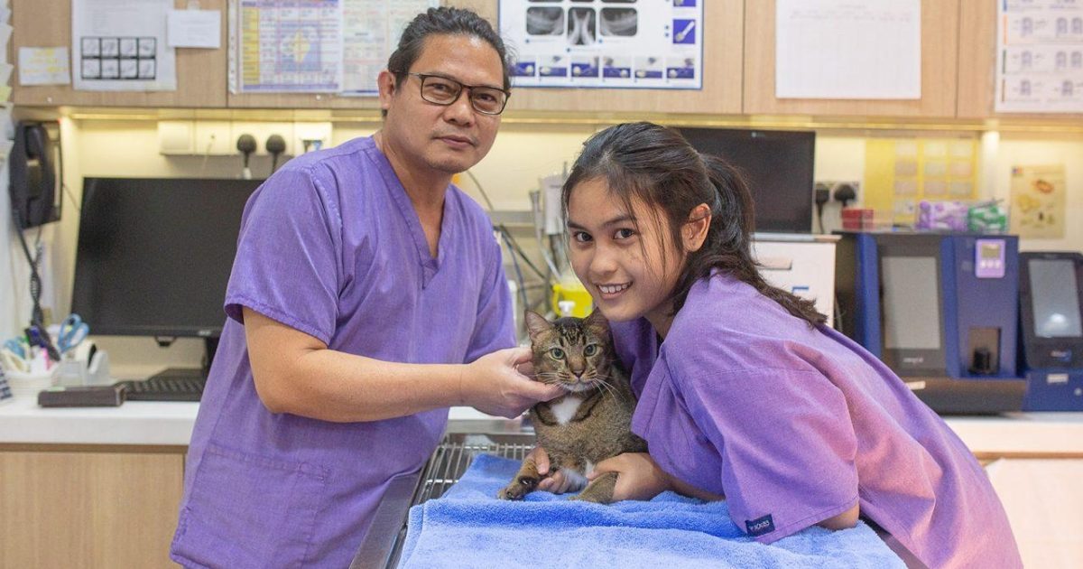 Five Veterinarian Clinics in S'Pore for Your Feline Friends
